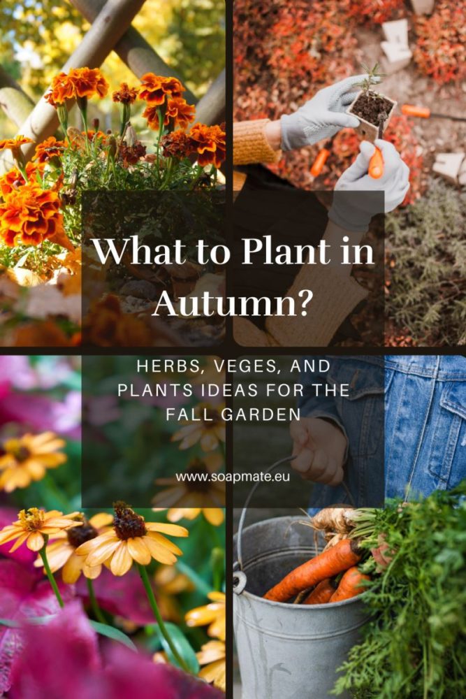 What To Plant In Autumn – 7 Easy Steps To Boost Your Garden