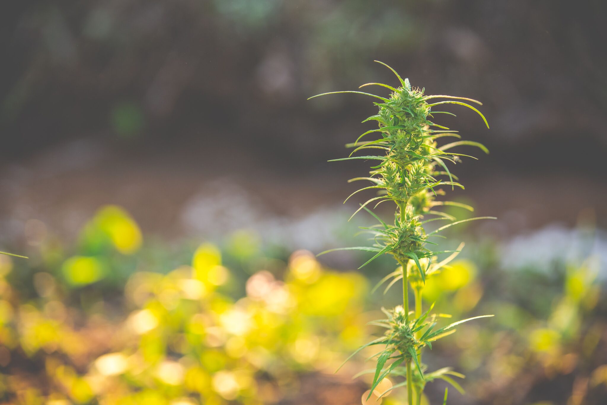 Homemade Weed Killer Recipe: The #1 Best Natural Solution